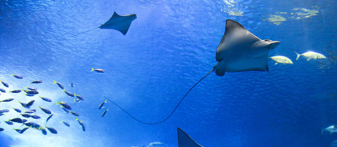 Cayman Fund Registration - Cayman Management